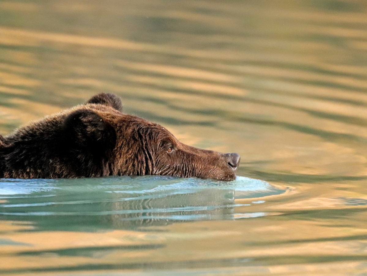 Bear Viewing at Lake Clark NP with Redoubt Mountain Lodge
