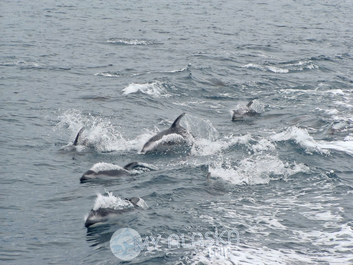 Wildlife of Alaska: Best Places to See Each Species - My Alaska Trip