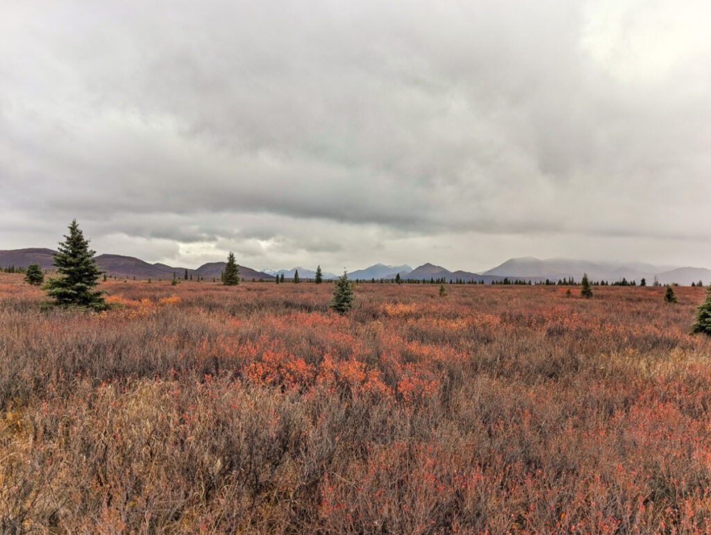 Denali National Park - Guide to Visiting and Exploring the Tundra - My ...