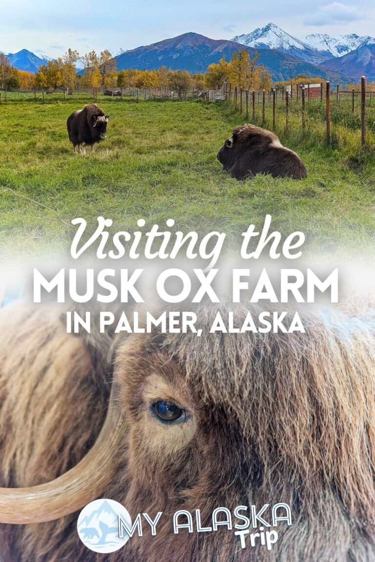 The Musk Ox Farm in Palmer - a Unique Alaskan Experience