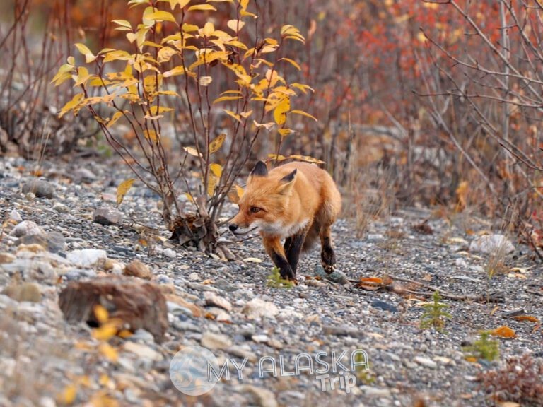 Wildlife of Alaska: Best Places to See Each Species - My Alaska Trip