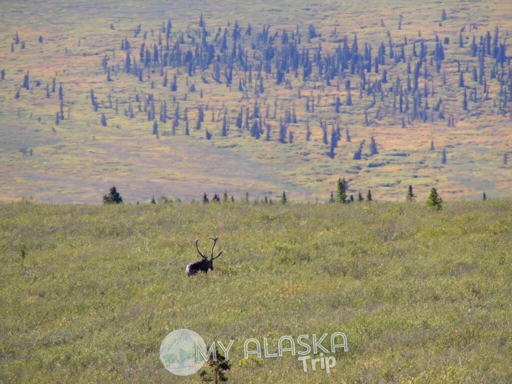 Denali National Park - Guide to Visiting and Exploring the Tundra - My ...