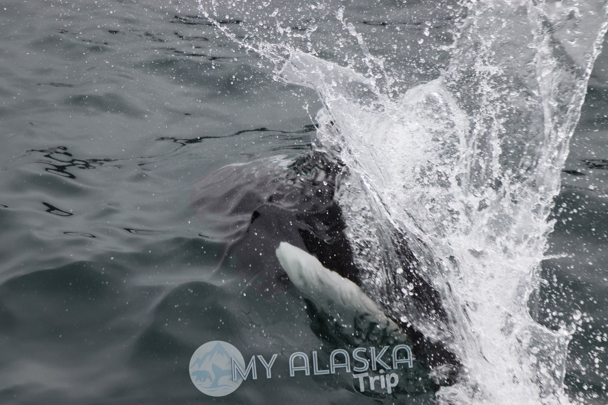 Wildlife of Alaska: Best Places to See Each Species - My Alaska Trip