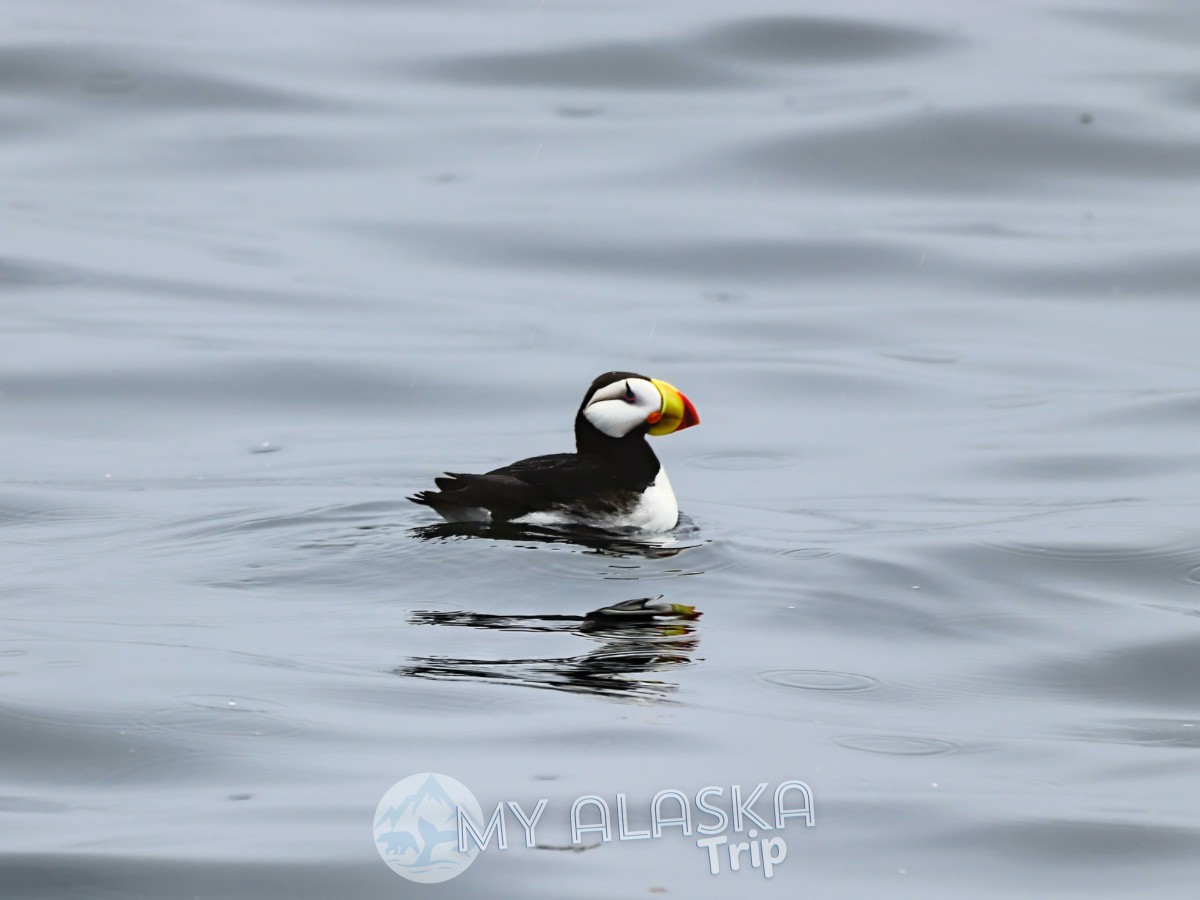 Wildlife of Alaska: Best Places to See Each Species - My Alaska Trip