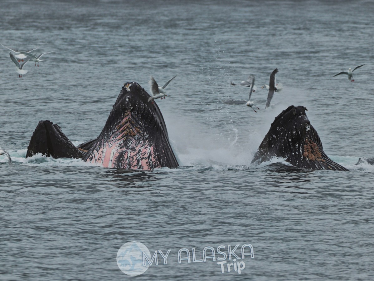 Wildlife of Alaska: Best Places to See Each Species - My Alaska Trip