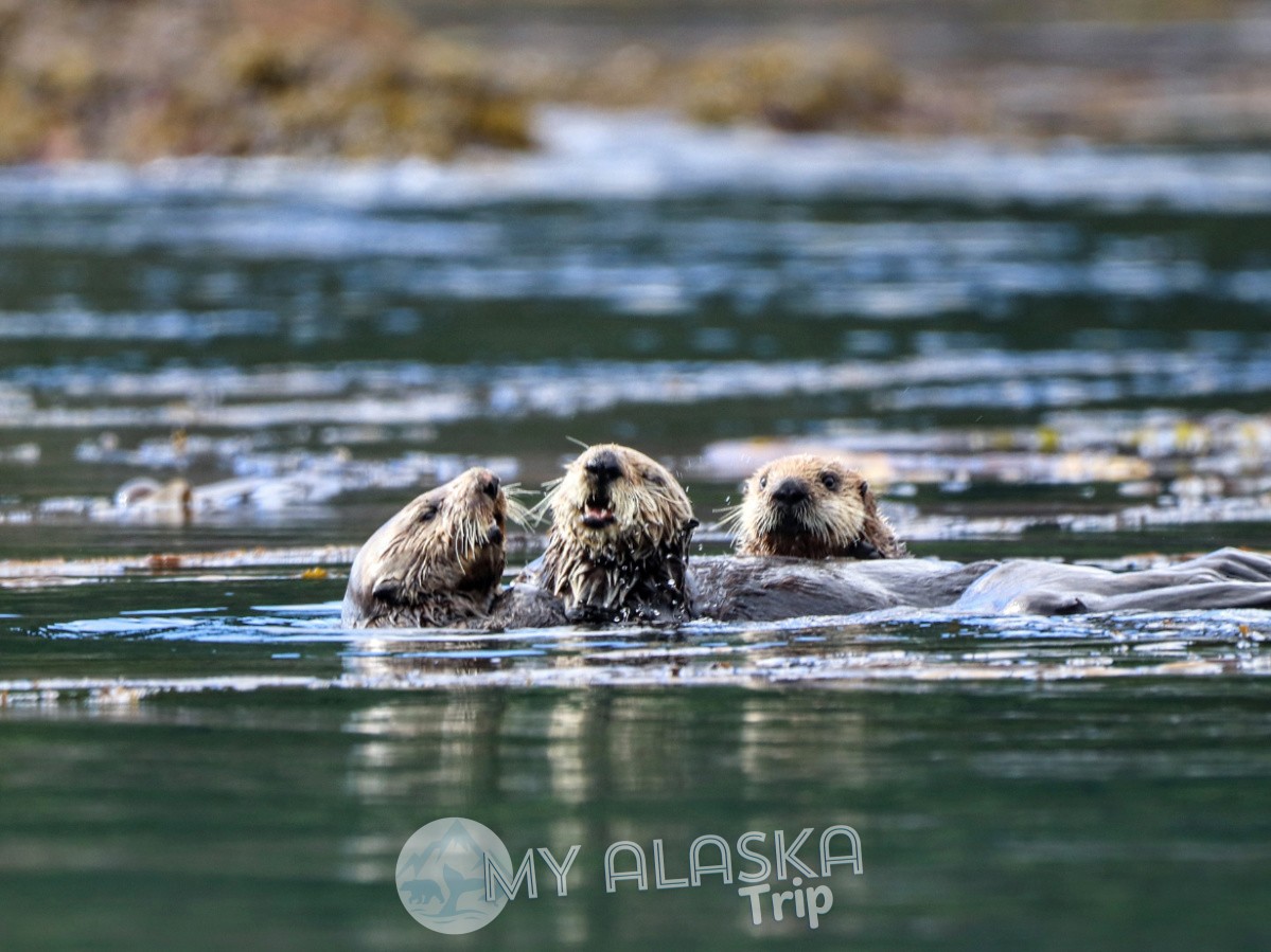 Wildlife of Alaska: Best Places to See Each Species - My Alaska Trip