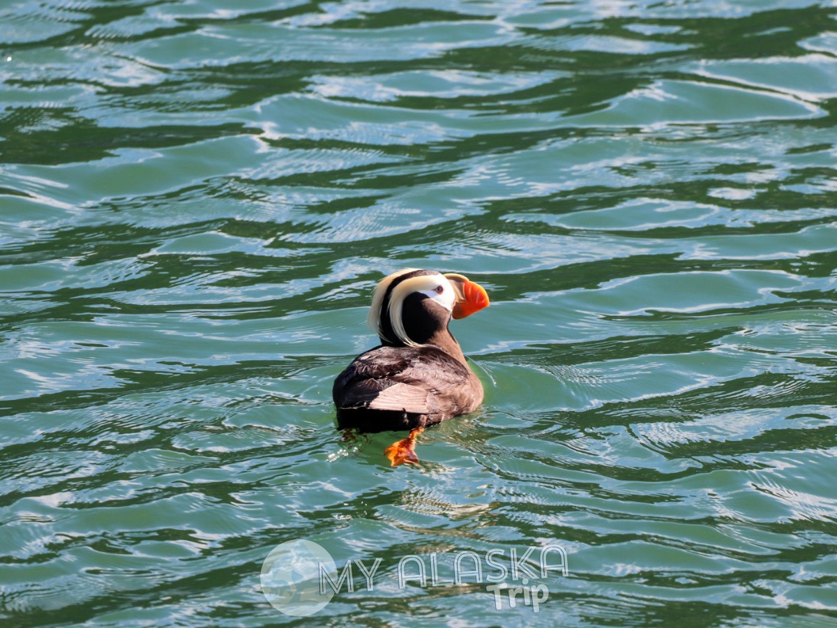 Wildlife of Alaska: Best Places to See Each Species - My Alaska Trip