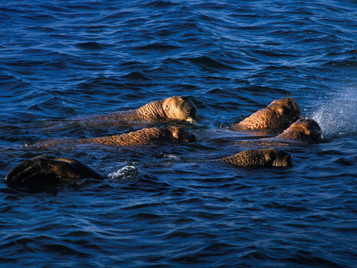 Wildlife of Alaska: Best Places to See Each Species - My Alaska Trip