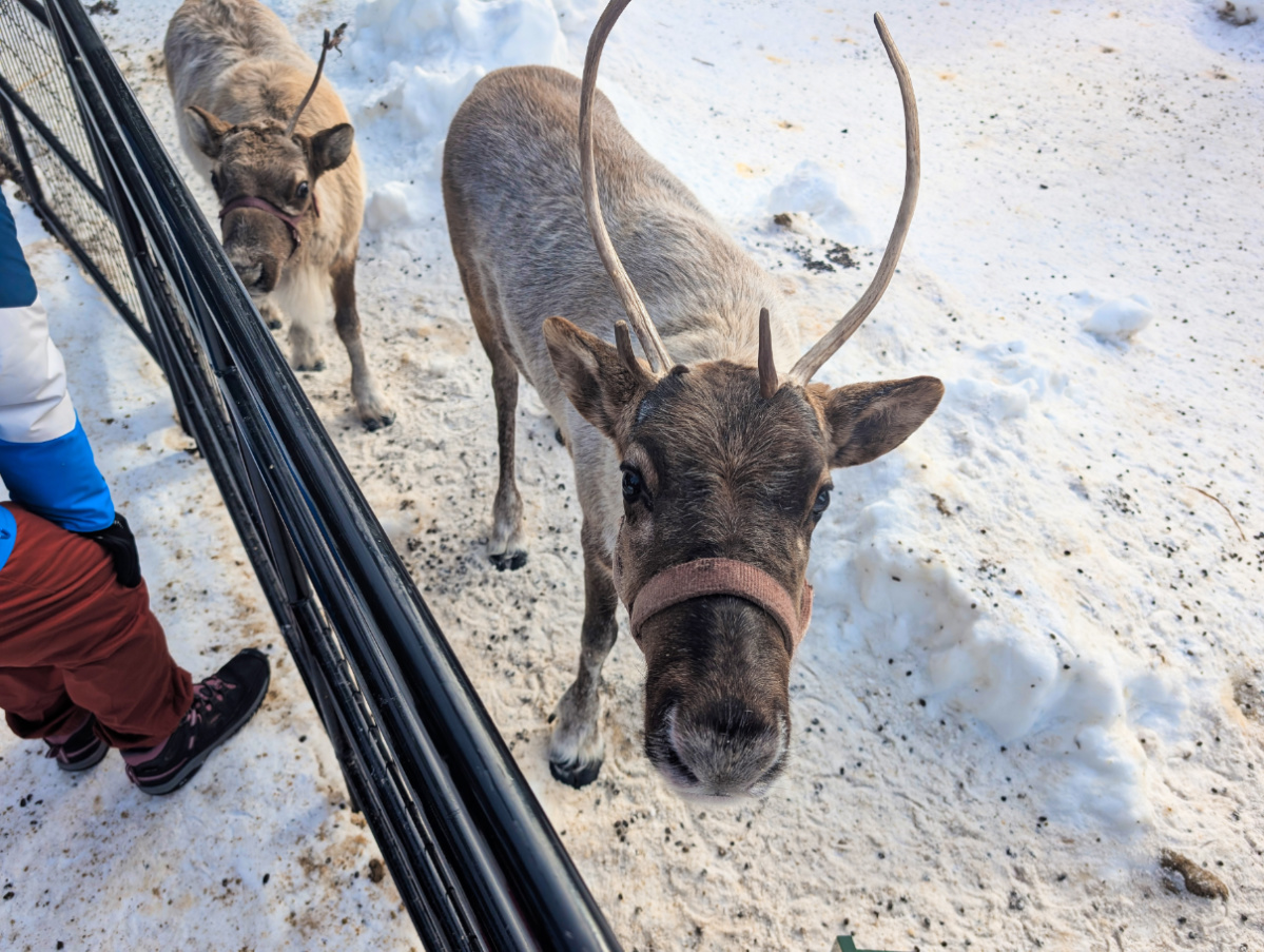 Reindeer Meet & Greet w/ Borealis Basecamp Adventures