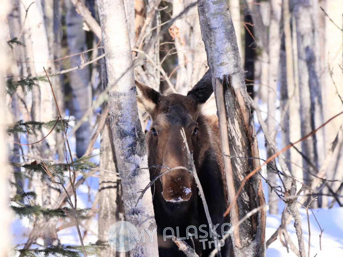 Fairbanks Snowmobile Tours: Rod's Alaskan Guide Service
