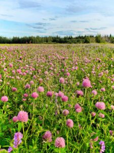 Visiting the Quirky Santa Claus House and North Pole, Alaska